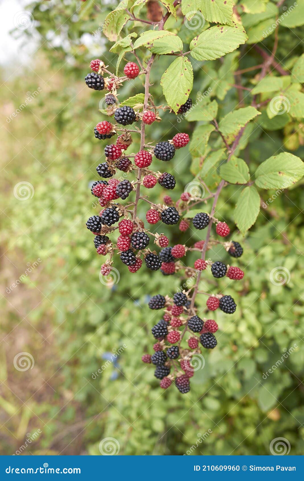 Fresh Fruit of Rubus Ulmifolius Shrub Stock Photo - Image of plant ...
