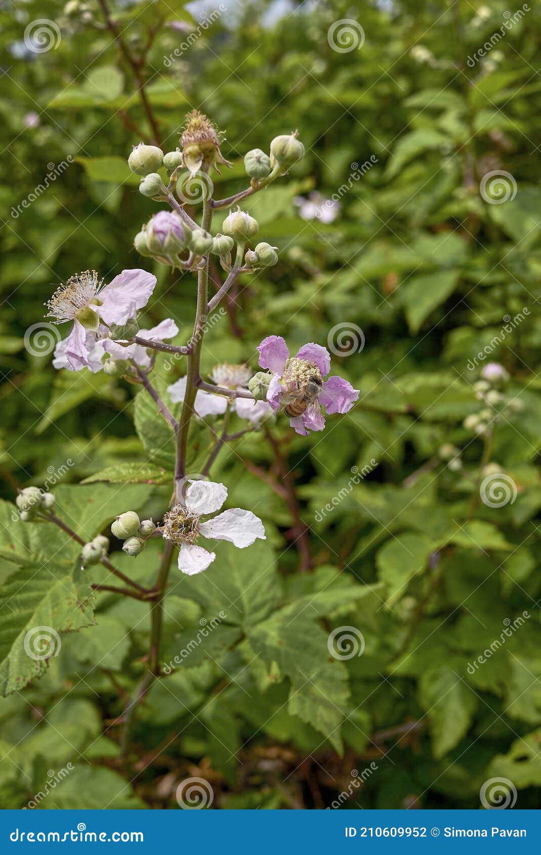 Rubus ulmifolius en fleurs photo stock. Image du botanique - 210609952