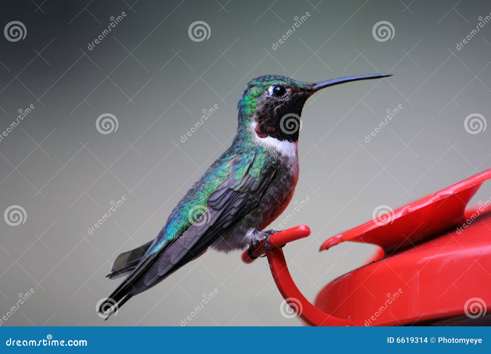Ruby stock photo. Image of hummingbird, shiny, nature - 6619314