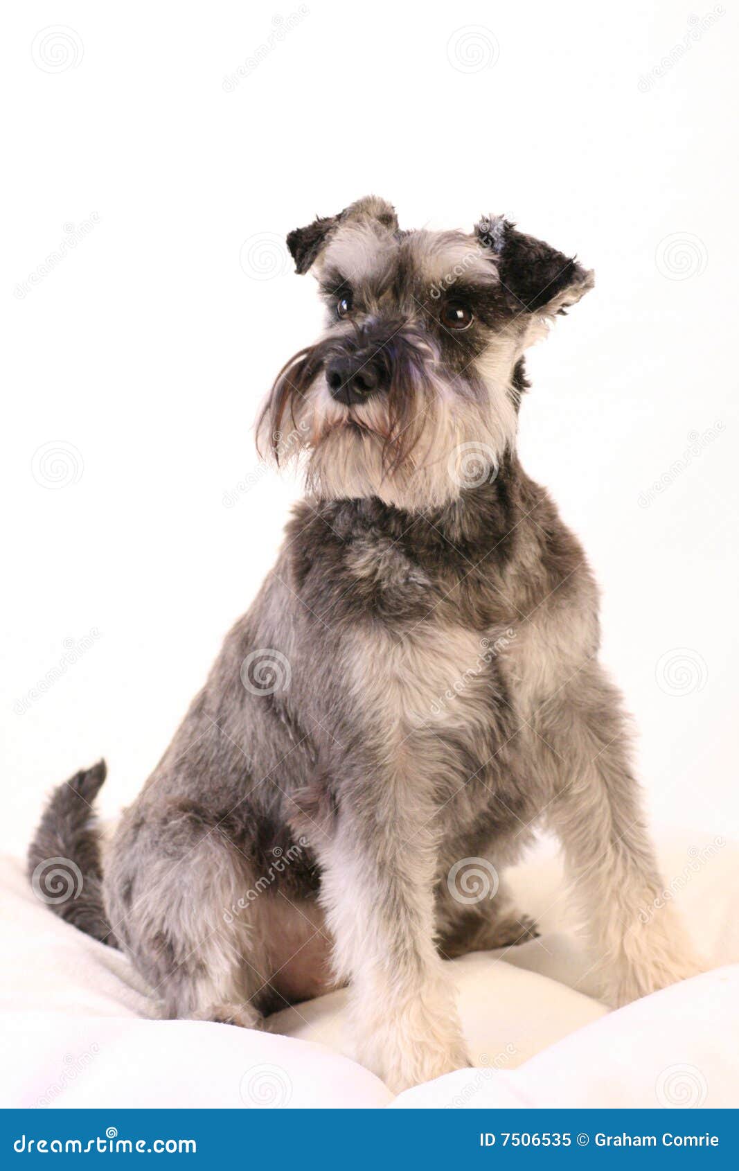 Ruby stock image. Image of friend, cute, grey, schnauzer - 7506535