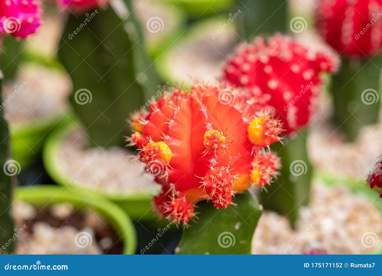 Ruby Ball Cactus Gymnocalycium or Red Cap Cactus Grown at Greenhouse ...