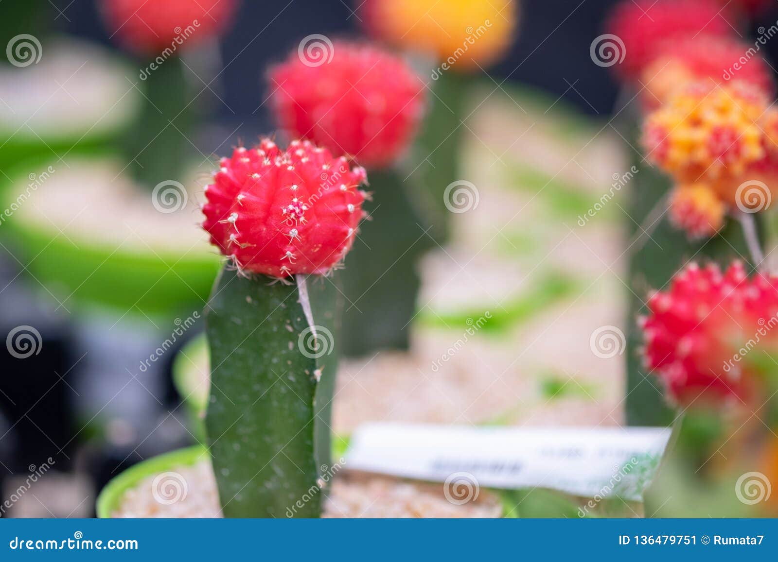 Ruby Ball Cactus (Gymnocalycium) or Red Cap Cactus Grown at Greenhouse ...