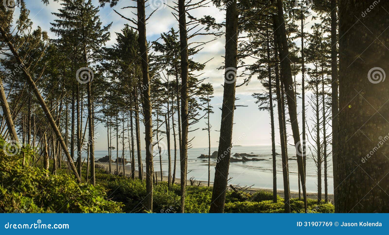 Ruby Beach Forest stock image. Image of park, forest - 31907769