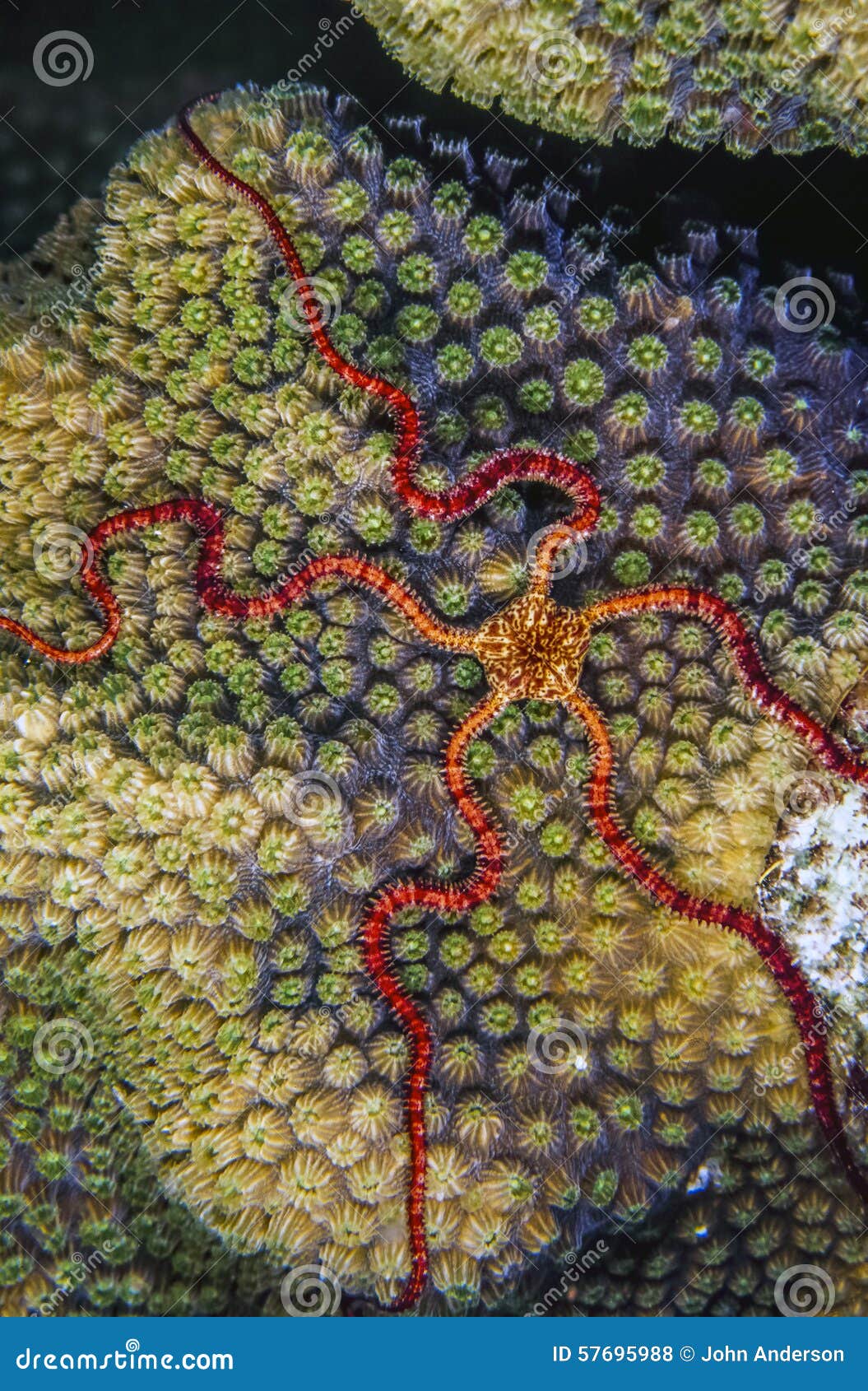 Ruby Brittle star stock photo. Image of brain, caribbean - 57695988