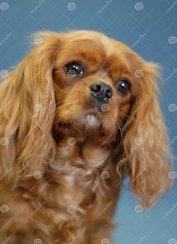 Ruby Cavalier King Charles Spaniel Stock Image - Image of ruby, close ...
