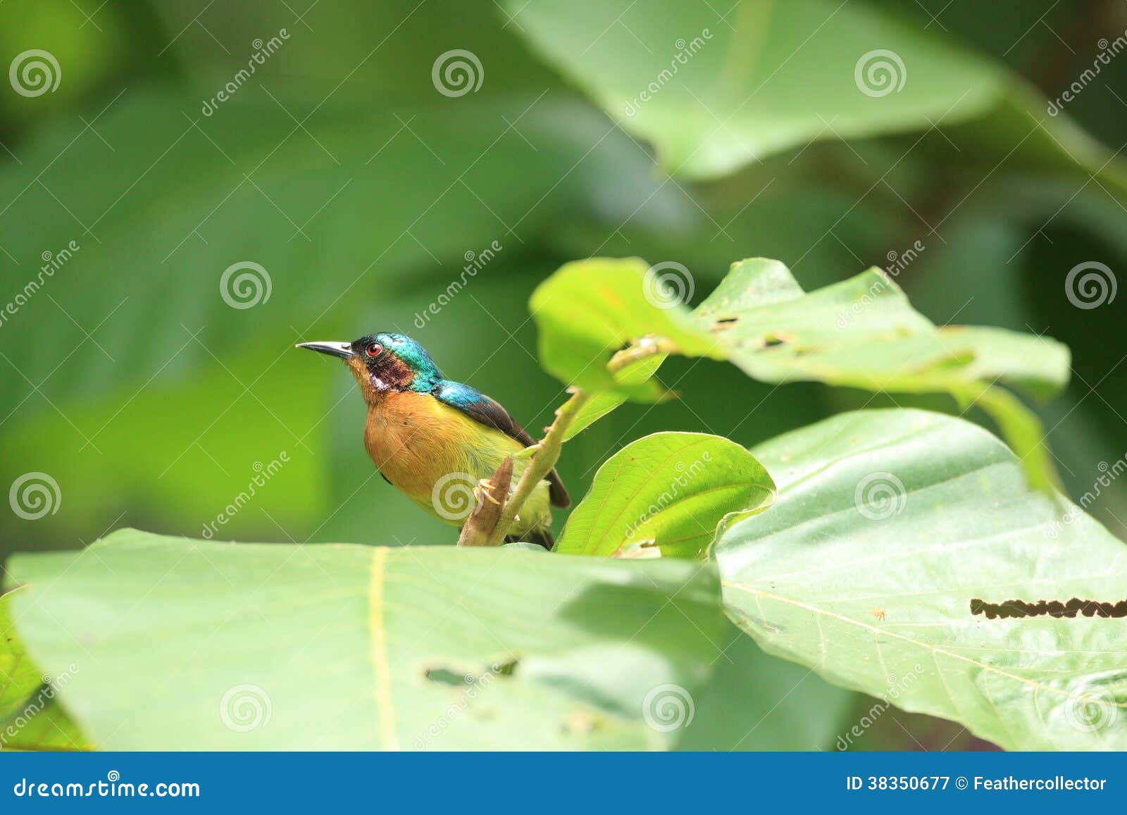 Ruby-cheeked Sunbird stock image. Image of perch, green - 38350677