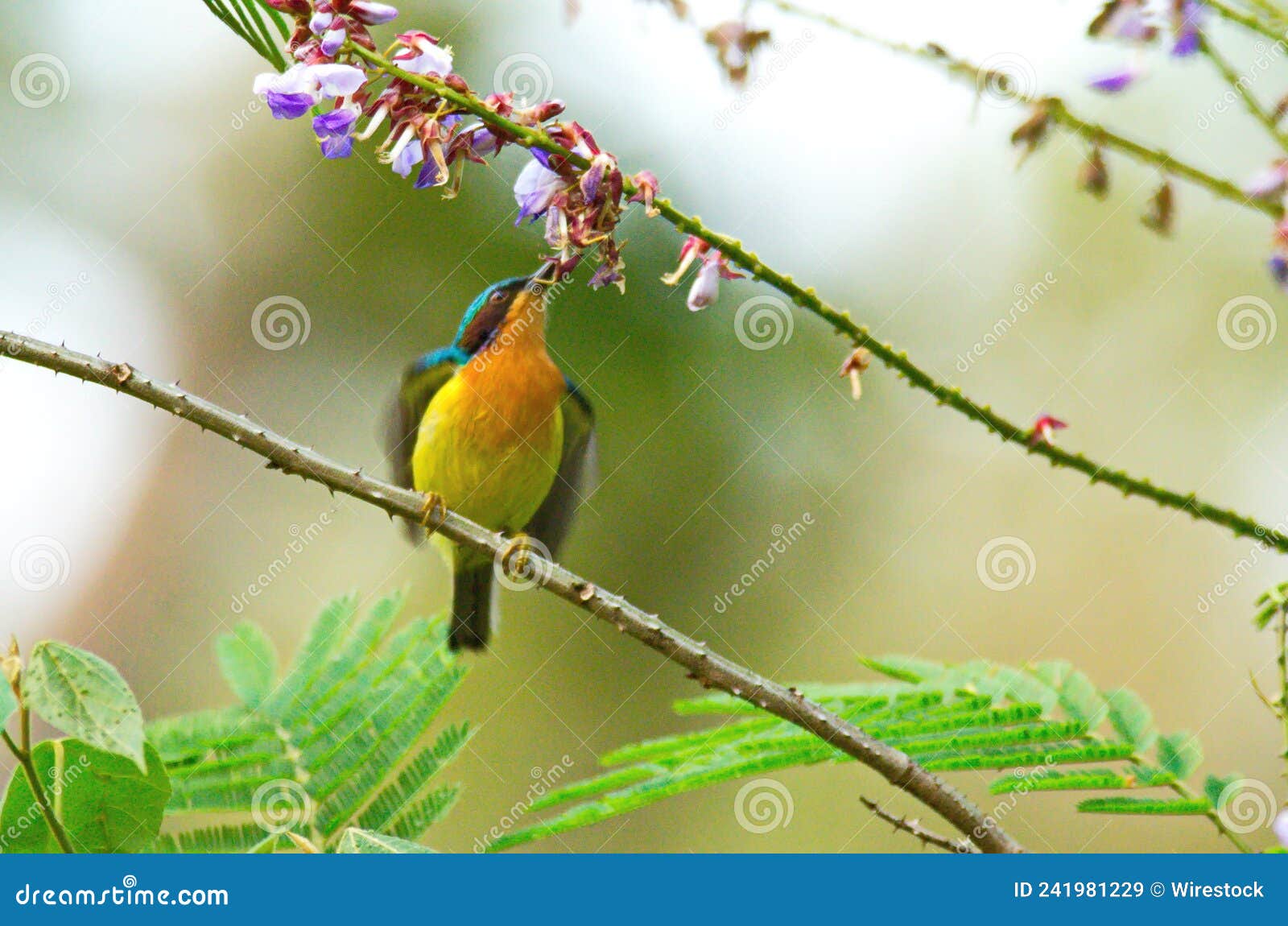 Ruby-cheeked Sunbird Sitting on a Branch Stock Image - Image of branch ...