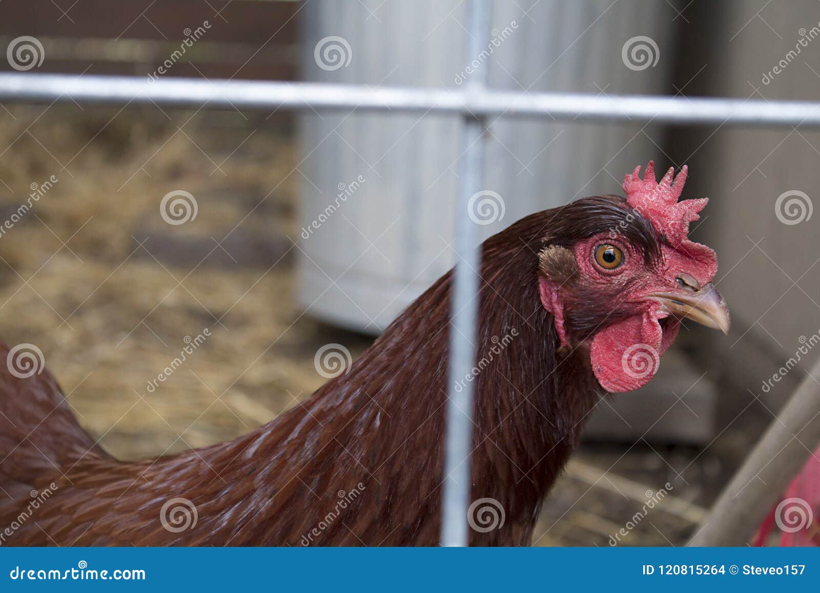 Ruby chicken 3 stock photo. Image of chick, rooster - 120815264