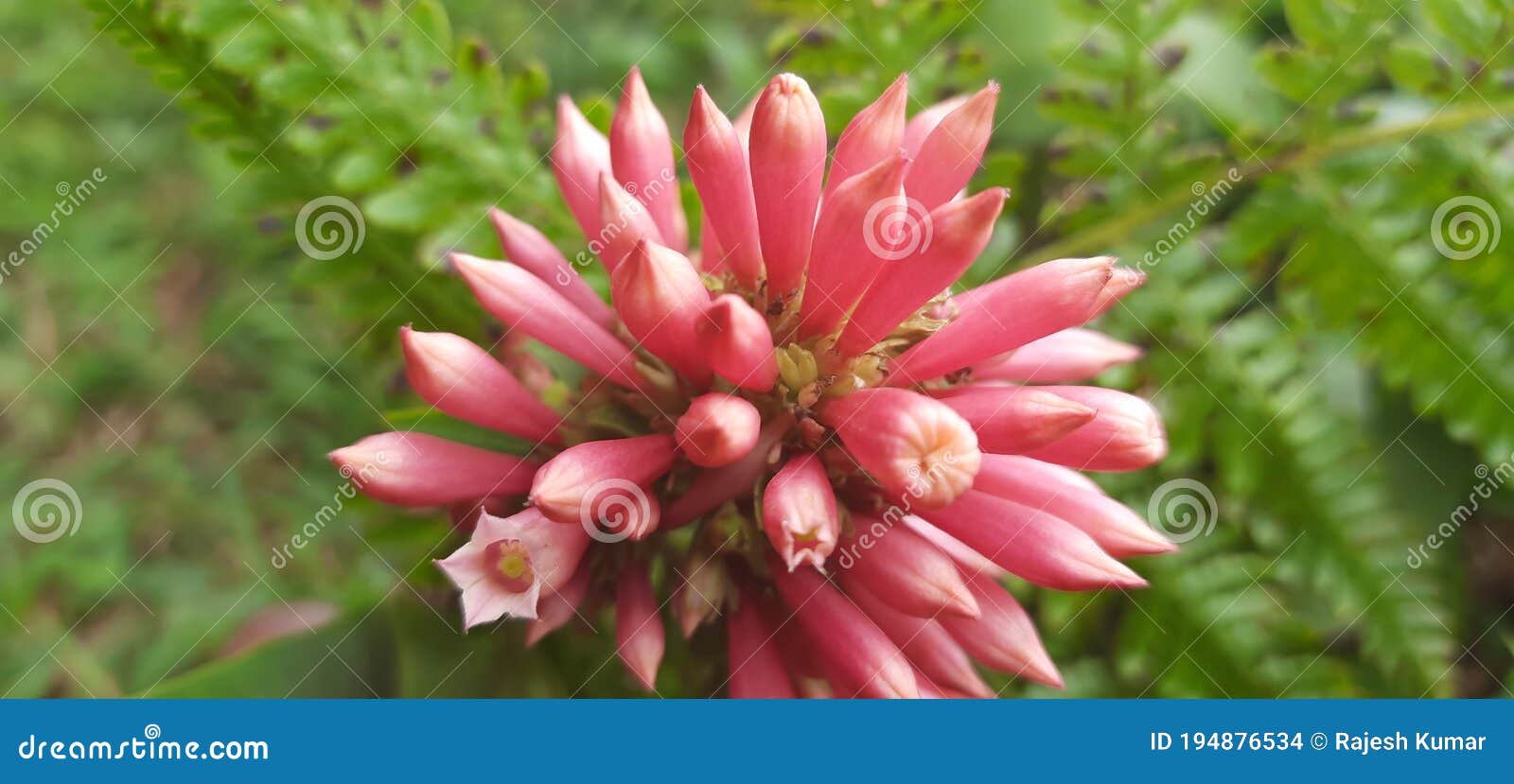 Ruby Colored Flower in Clusters on Evergreen Plant Stock Photo - Image ...
