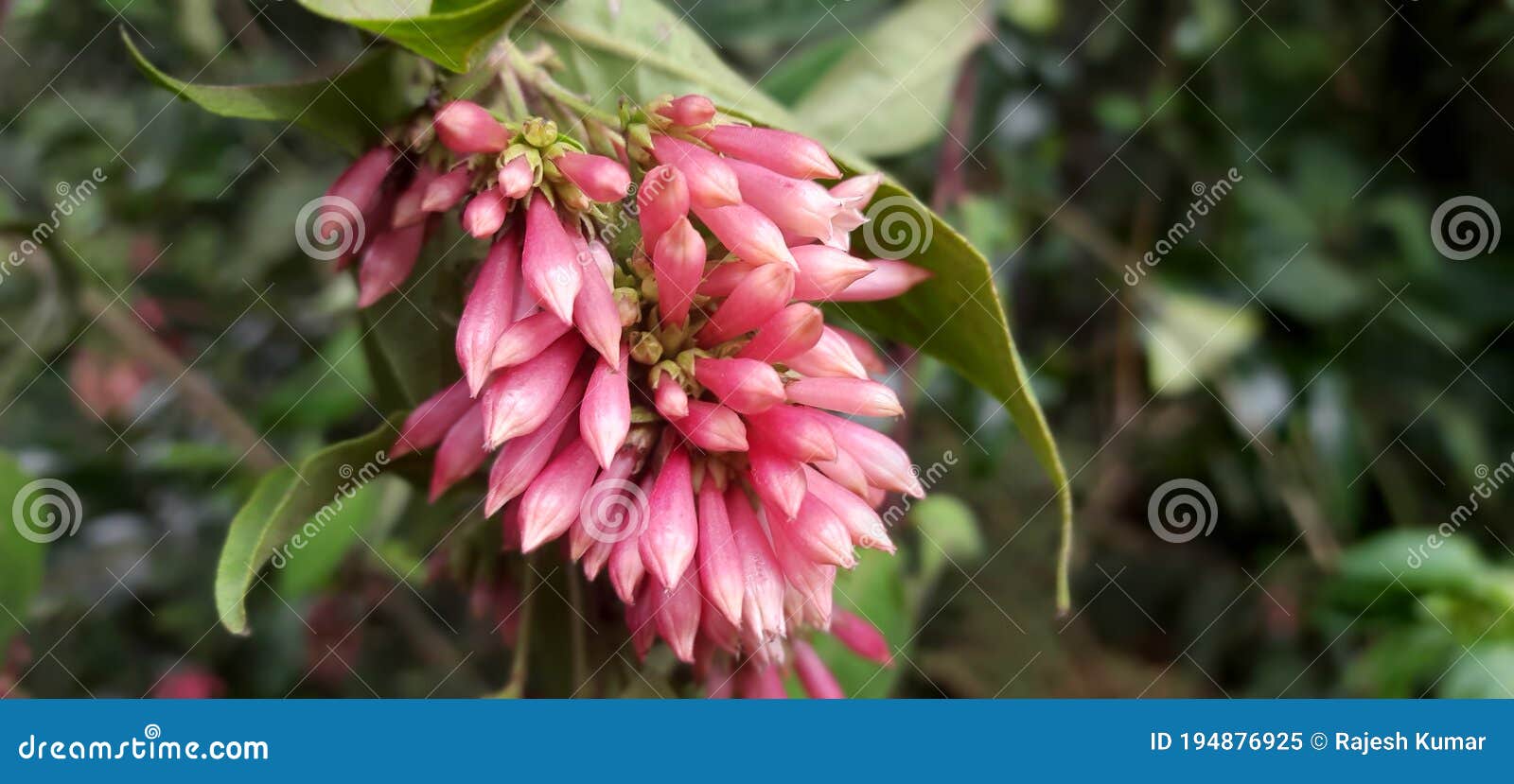 Ruby Colored Flower in Clusters on Evergreen Plant Stock Image - Image ...