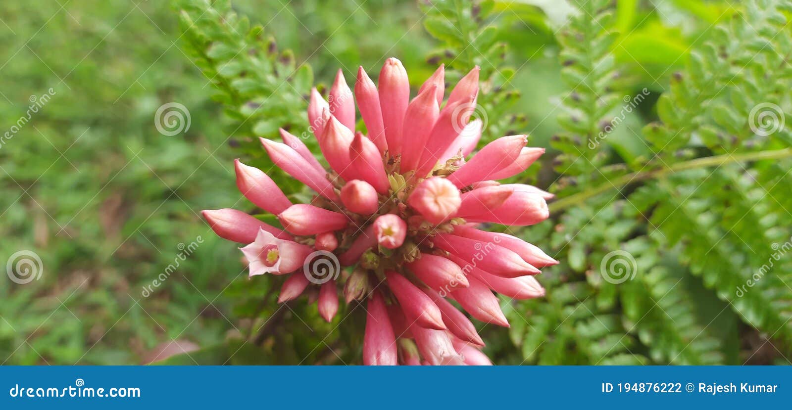 Ruby Colored Flower in Clusters on Evergreen Plant Stock Photo - Image ...
