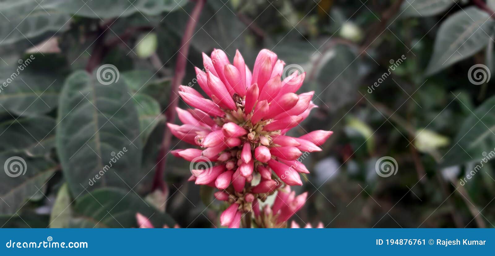 Ruby Colored Flower in Clusters on Evergreen Plant Stock Image - Image ...