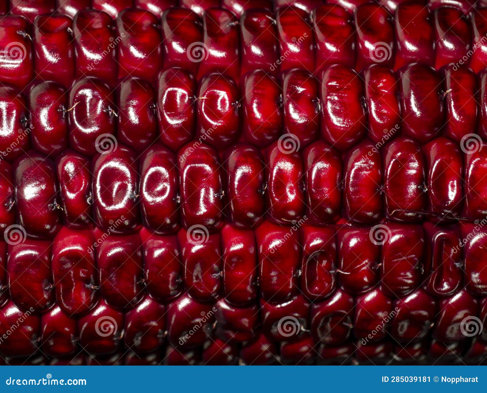 Ruby corn seeds stock image. Image of ruby, fresh, nature - 285039181