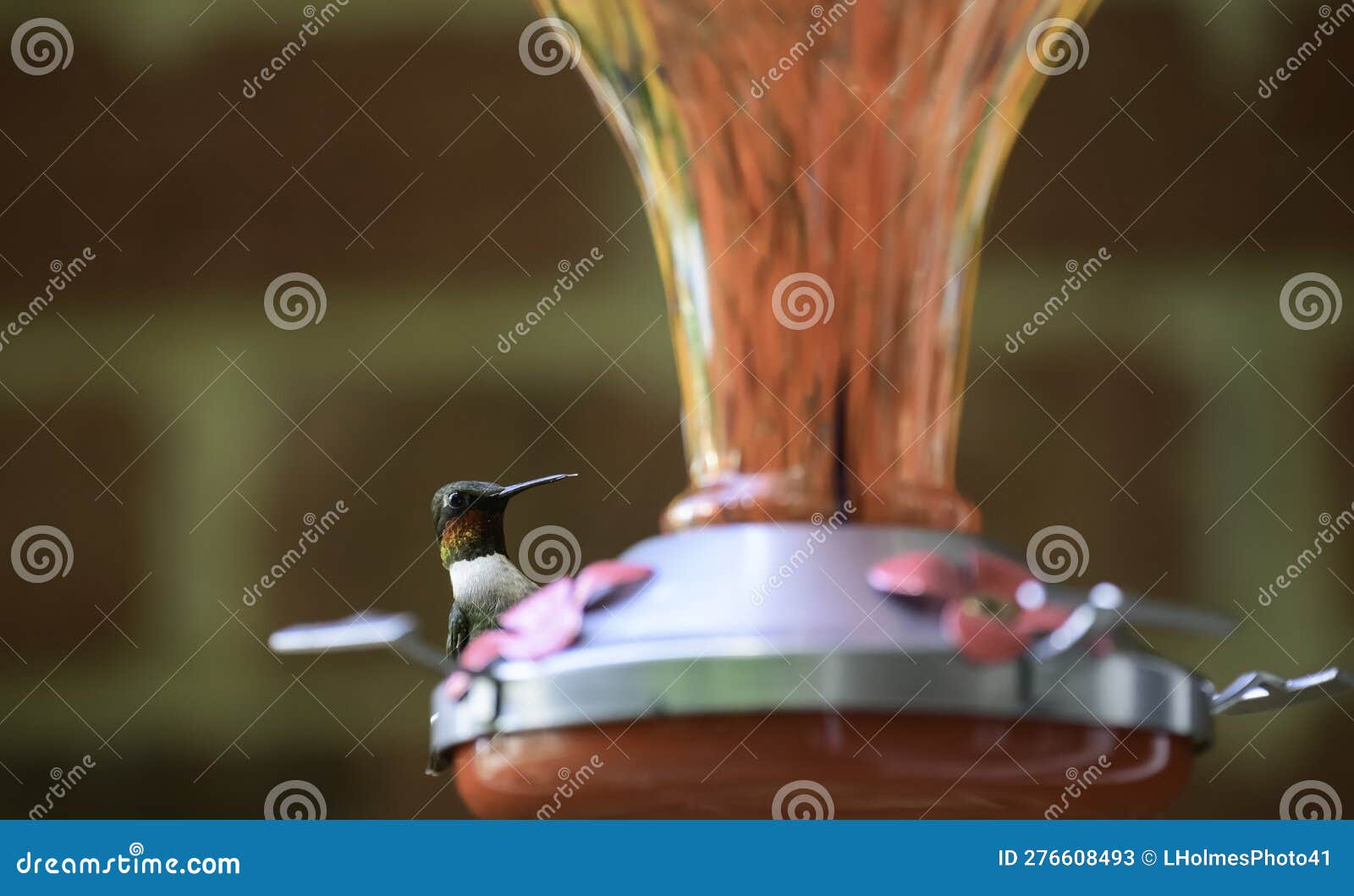 Ruby Throated Hummingbird Peaking Around the Back of a Feeder Stock ...