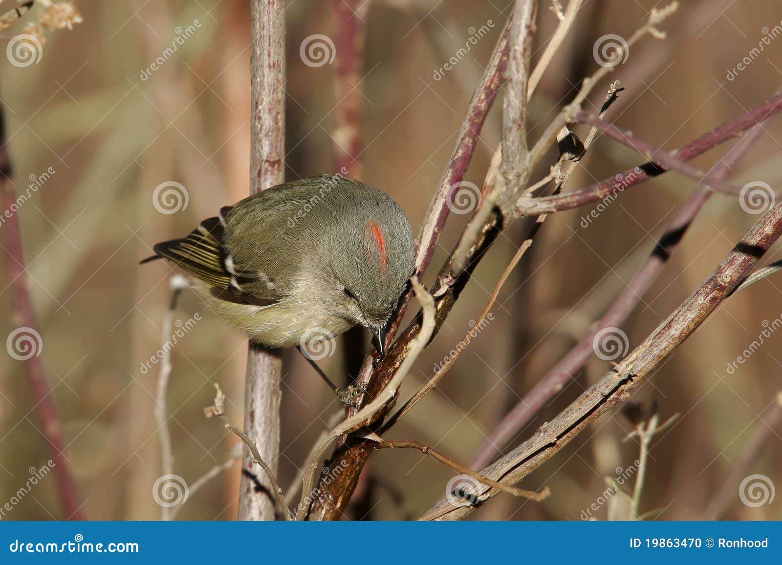 Ruby Crested Kinglet stock photo. Image of bird, ruby - 19863470