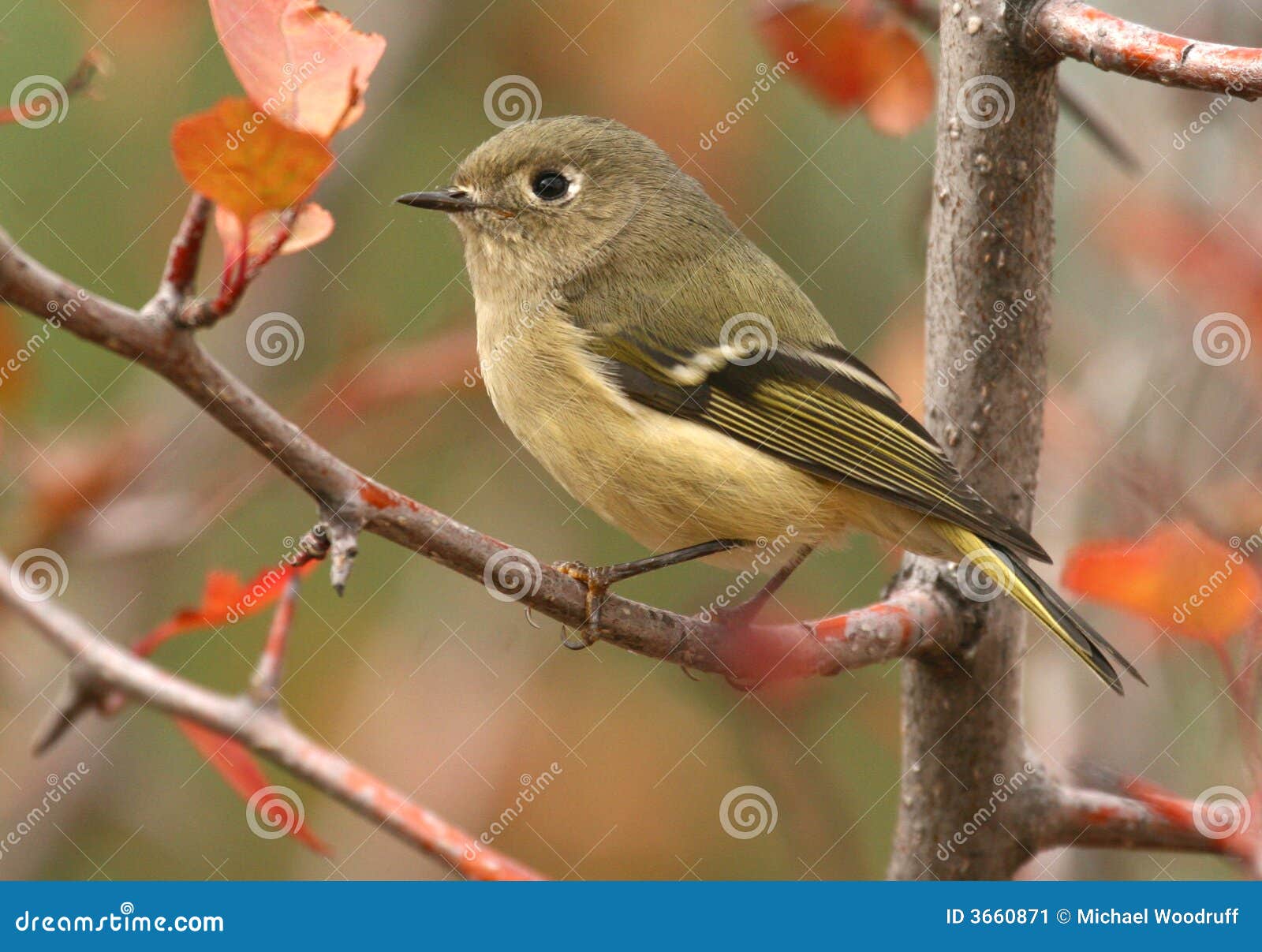 Ruby-crowned Kinglet stock image. Image of calendula, migrating - 3660871