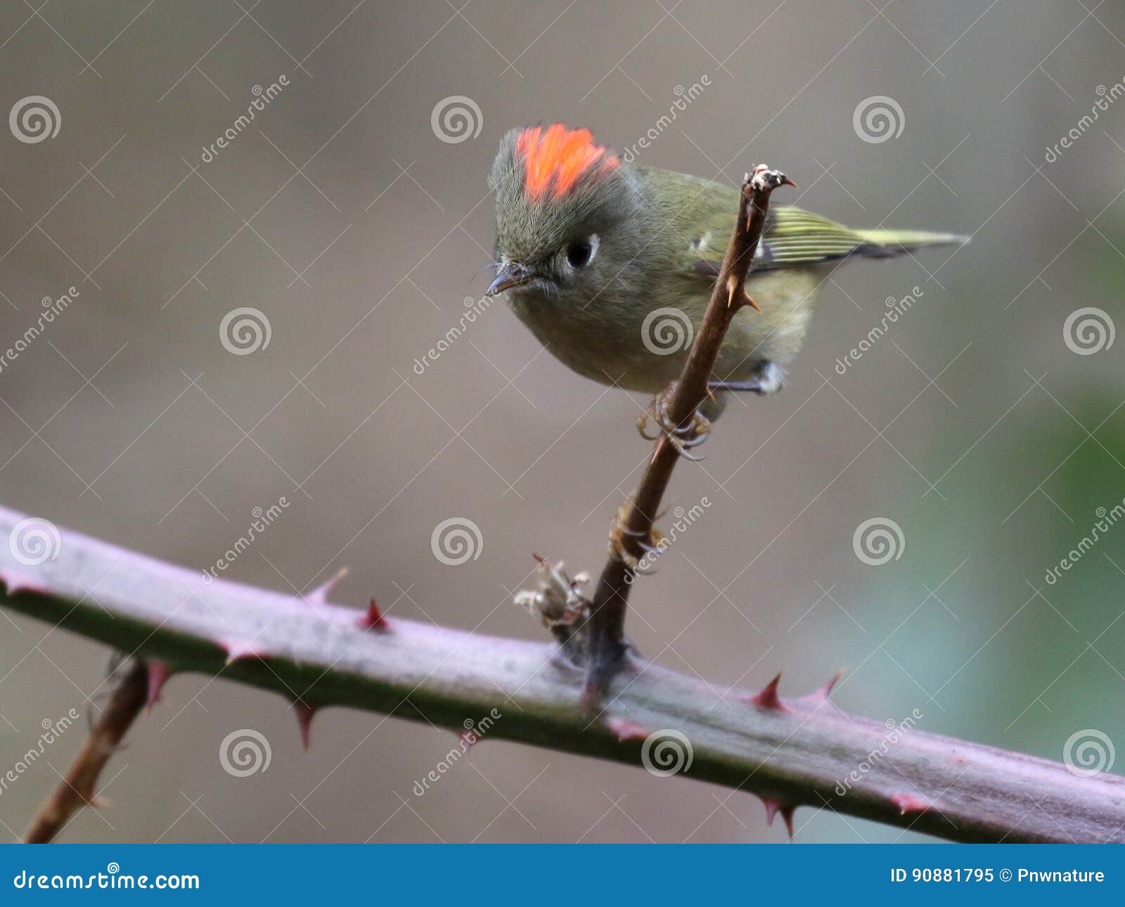 Ruby-crowned Kinglet stock image. Image of branch, rubycrowned - 90881795