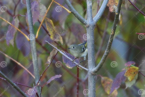 Ruby-crowned Kinglet stock photo. Image of ruby, migration - 61414266