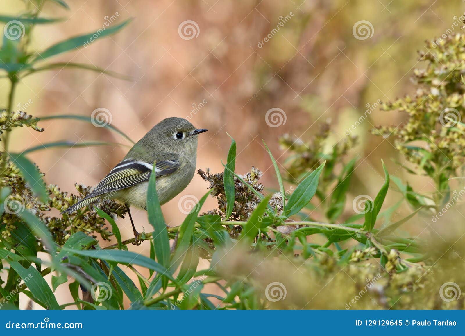 Ruby-crowned Kinglet Perched Quietly in the Shrubs Stock Image - Image ...