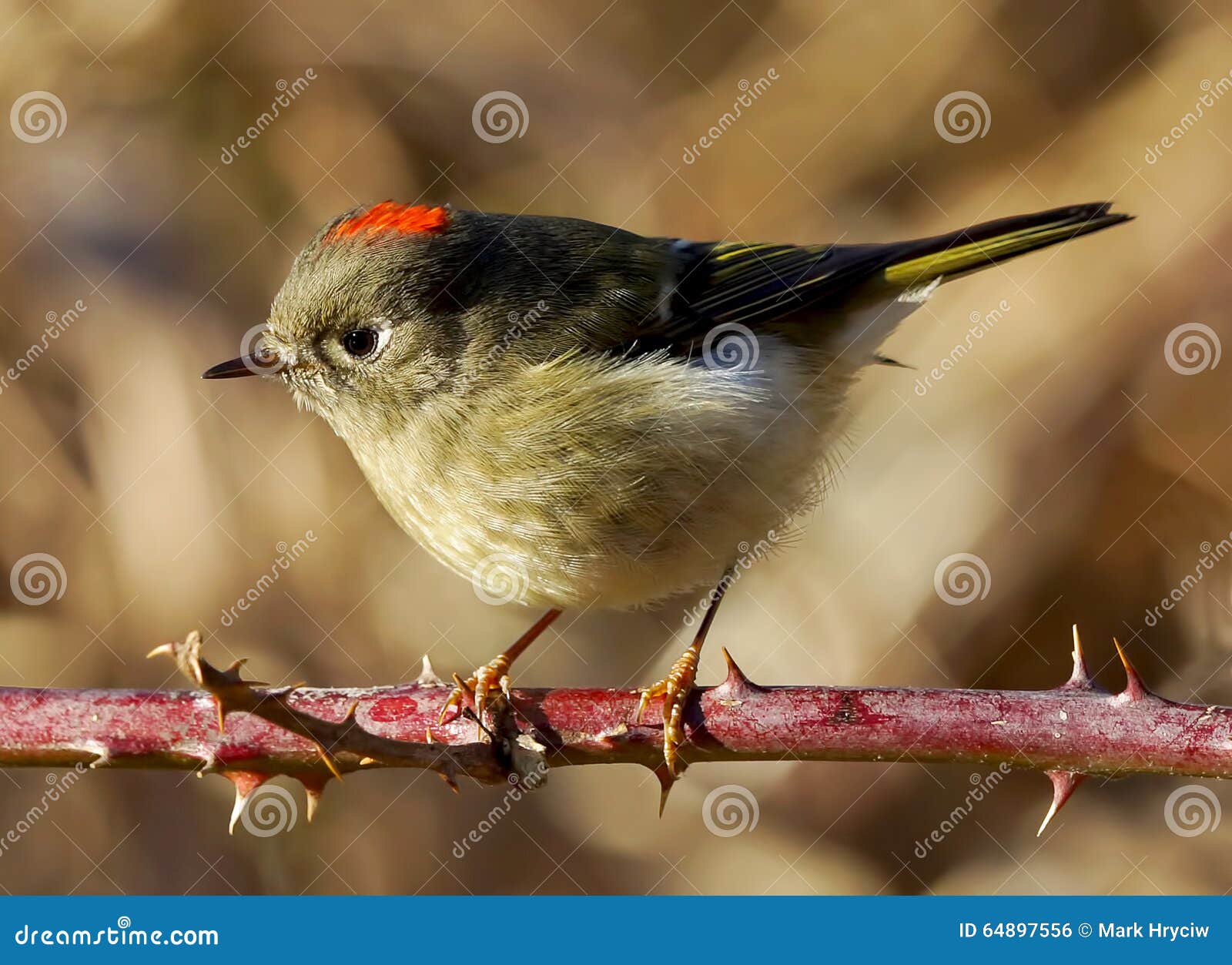 Ruby Crowned Kinglet - Regulus Calendula Stock Photo - Image of kinglet ...