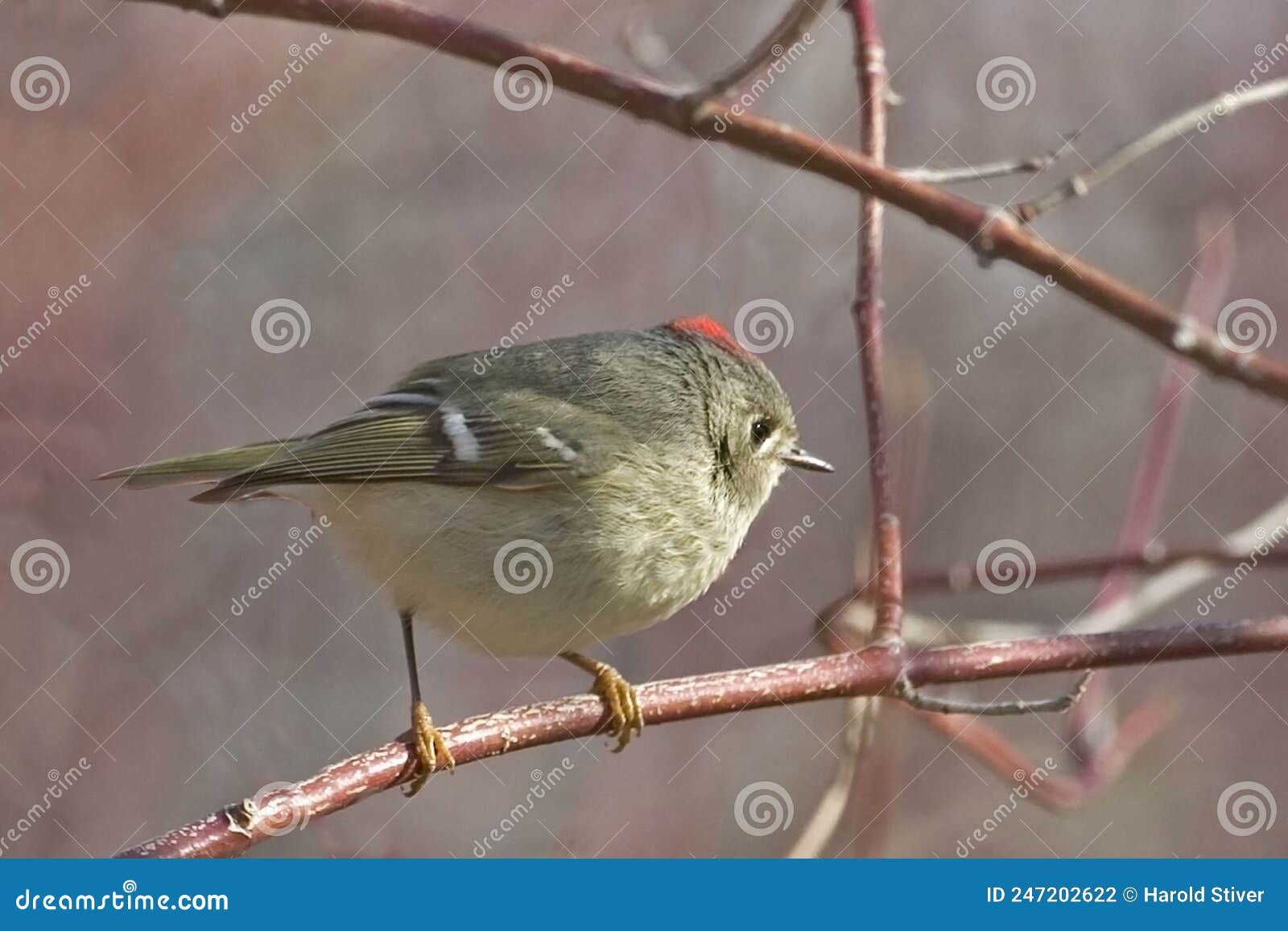 Ruby-crowned Kinglet, Regulus Calendula, with Crest Displayed Stock ...