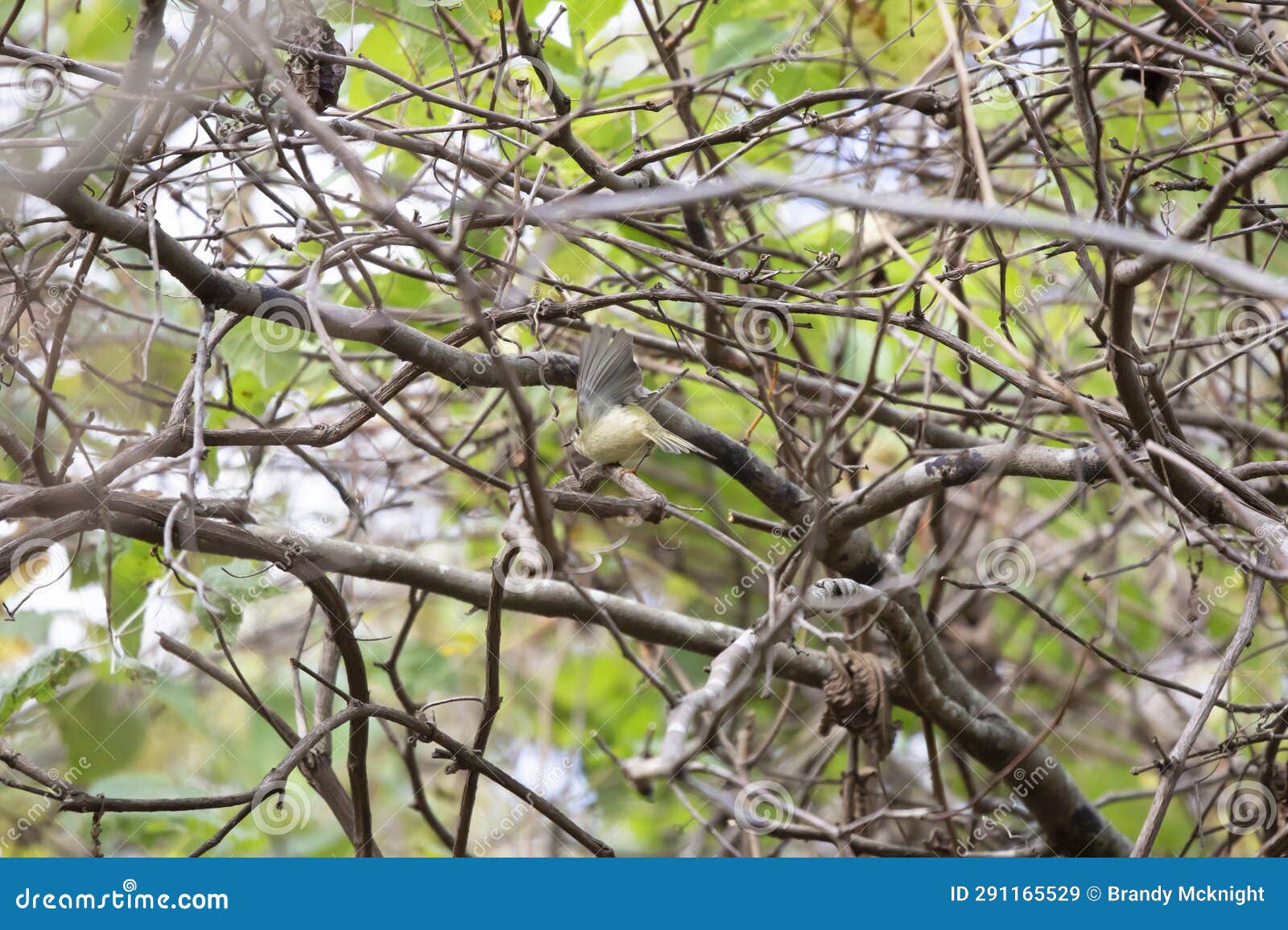 Ruby-Crowned Kinglet stock image. Image of nature, hiding - 291165529