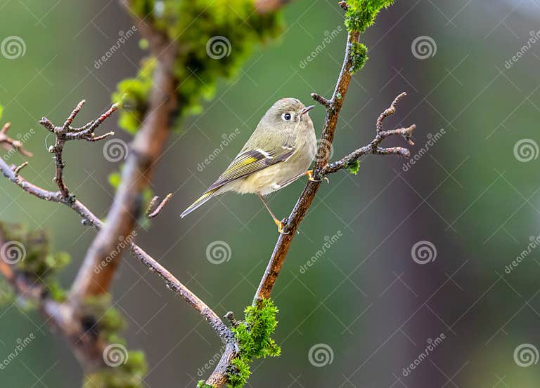 A Ruby-crowned Kinglet " Regulus Calendula ". Stock Image - Image of ...