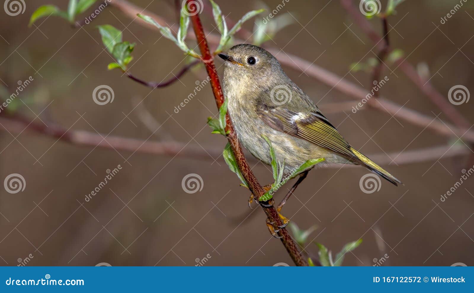 Ruby Crowned Kinglet stock photo. Image of migrating - 167122572