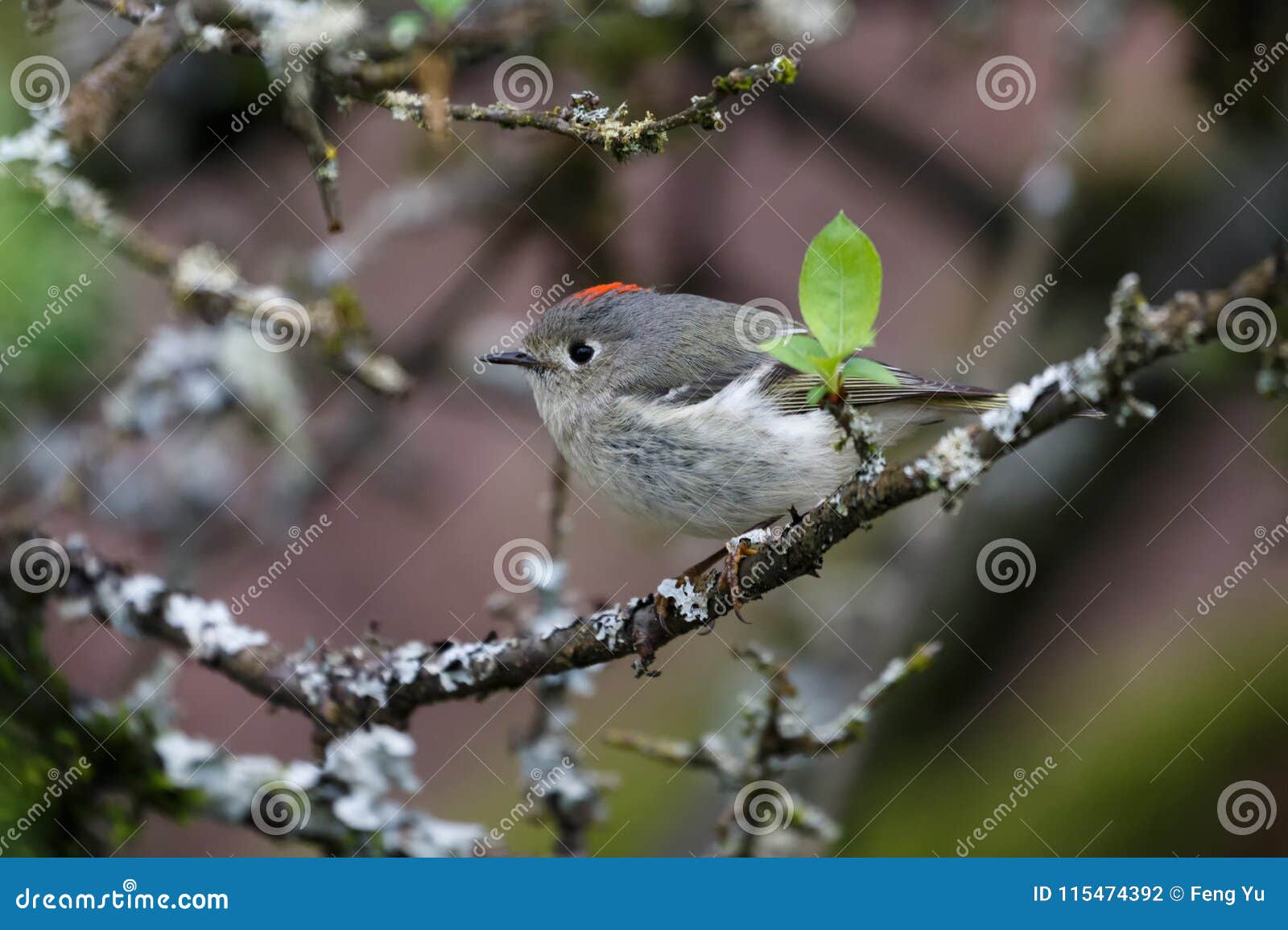 Ruby crowned kinglet stock photo. Image of ruby, calendula - 115474392