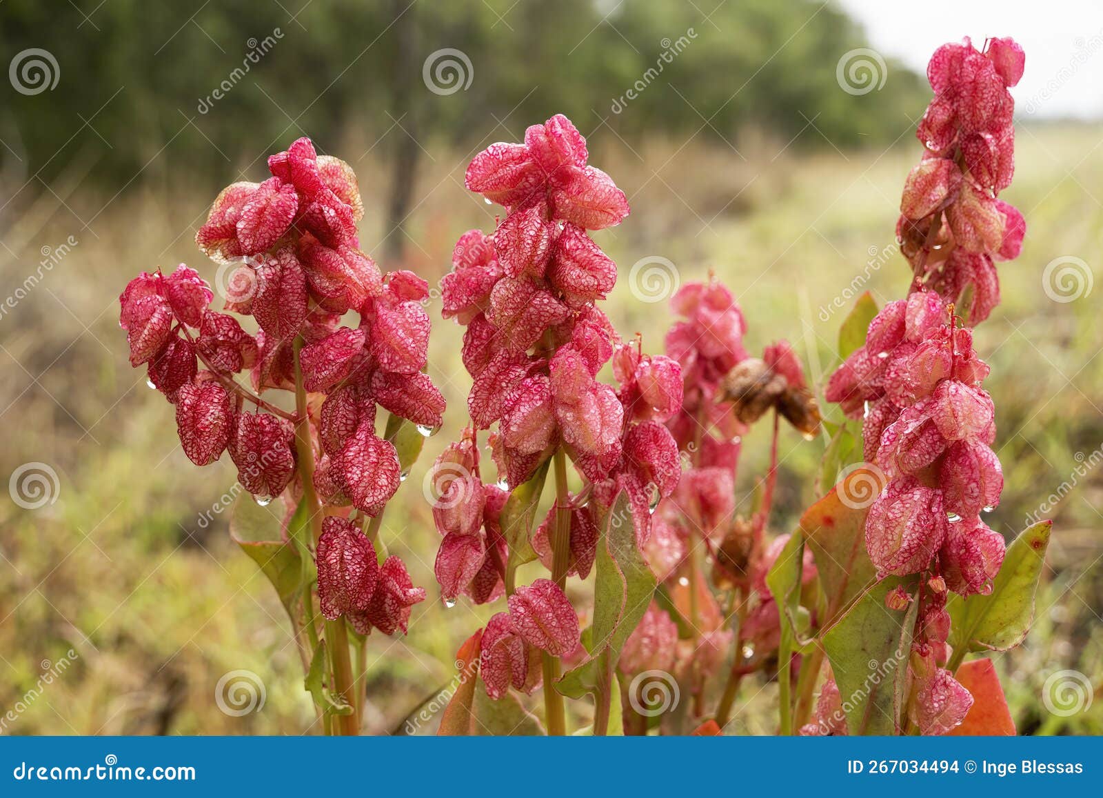 Ruby Dock Australian Wildflowers in the Rain. Stock Photo - Image of ...