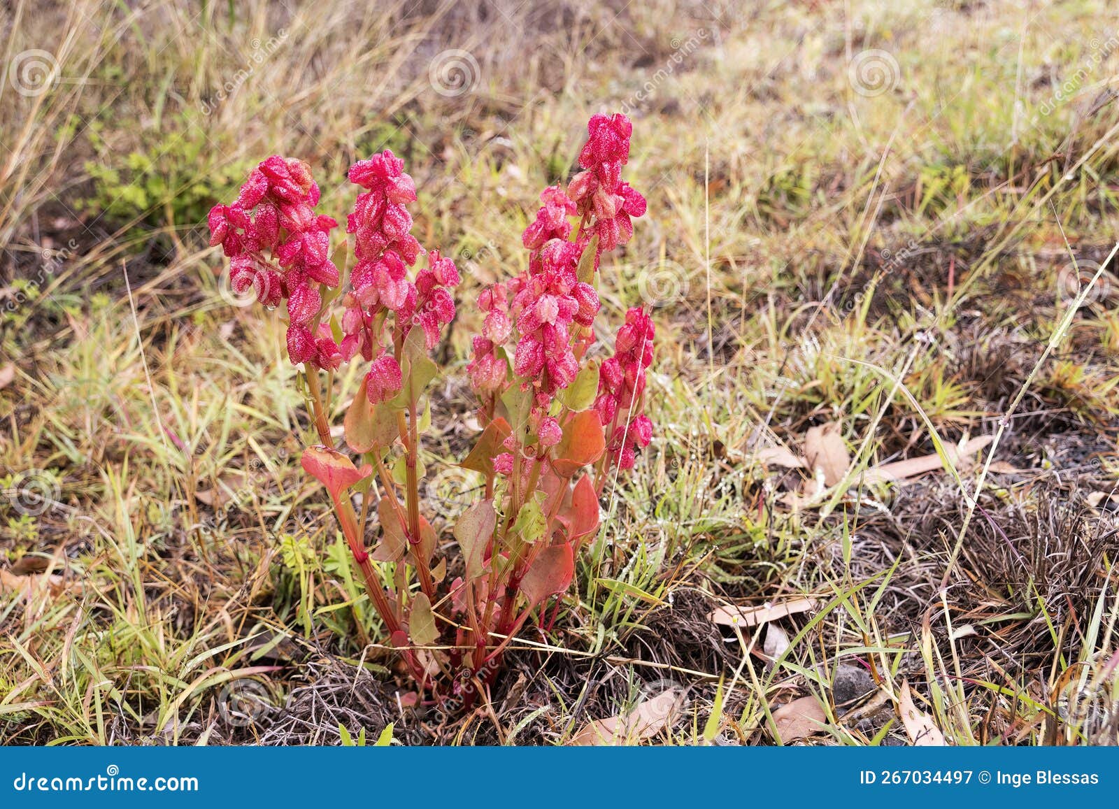Ruby Dock Australian Wildflowers in the Rain. Stock Image - Image of ...