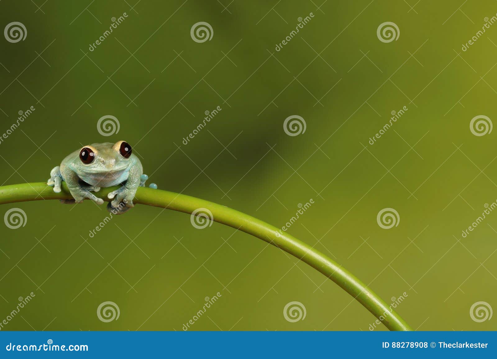 Ruby Eyed Tree Frog on Bamboo Stock Photo - Image of leaf, fringed ...