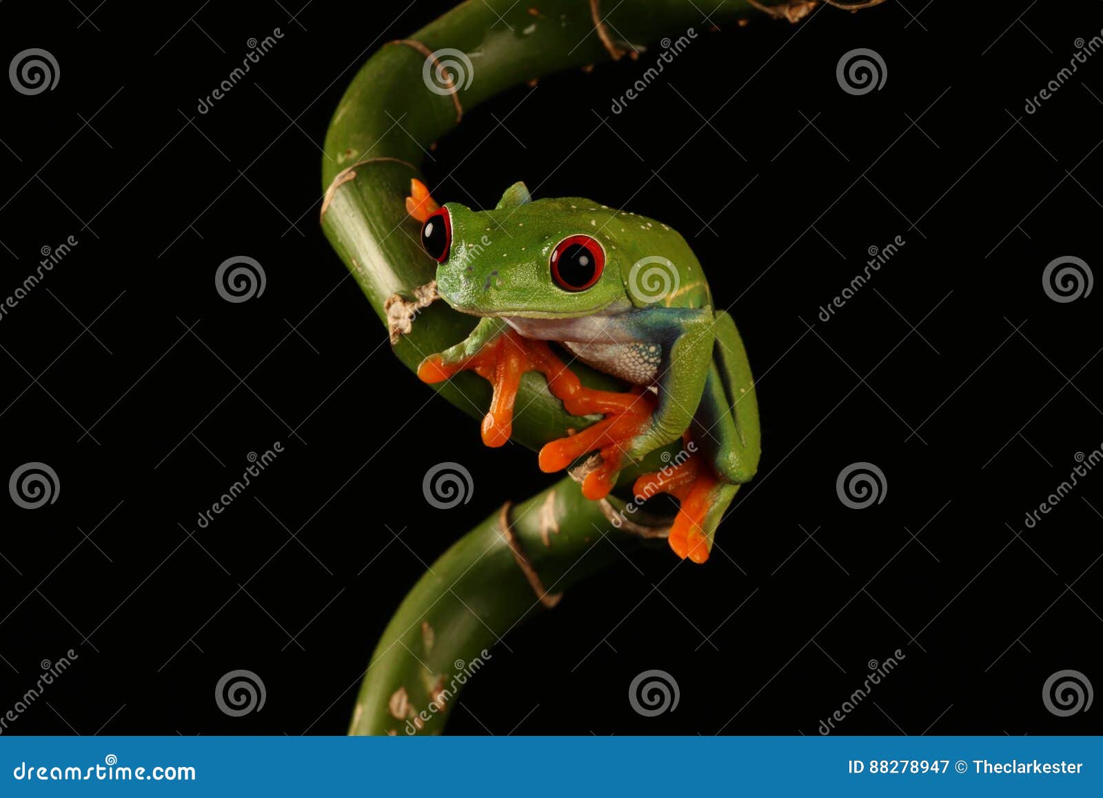 Ruby Eyed Tree Frog on Bamboo Stock Image - Image of amphibian, life ...
