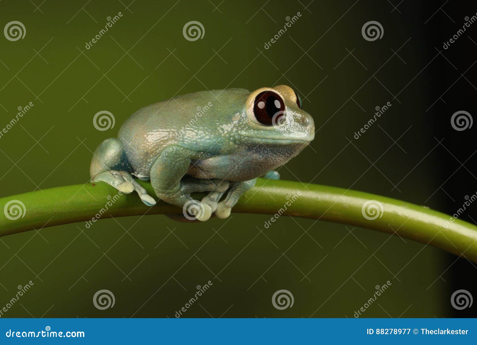Ruby Eyed Tree Frog on Bamboo Stock Image - Image of amphibian, close ...