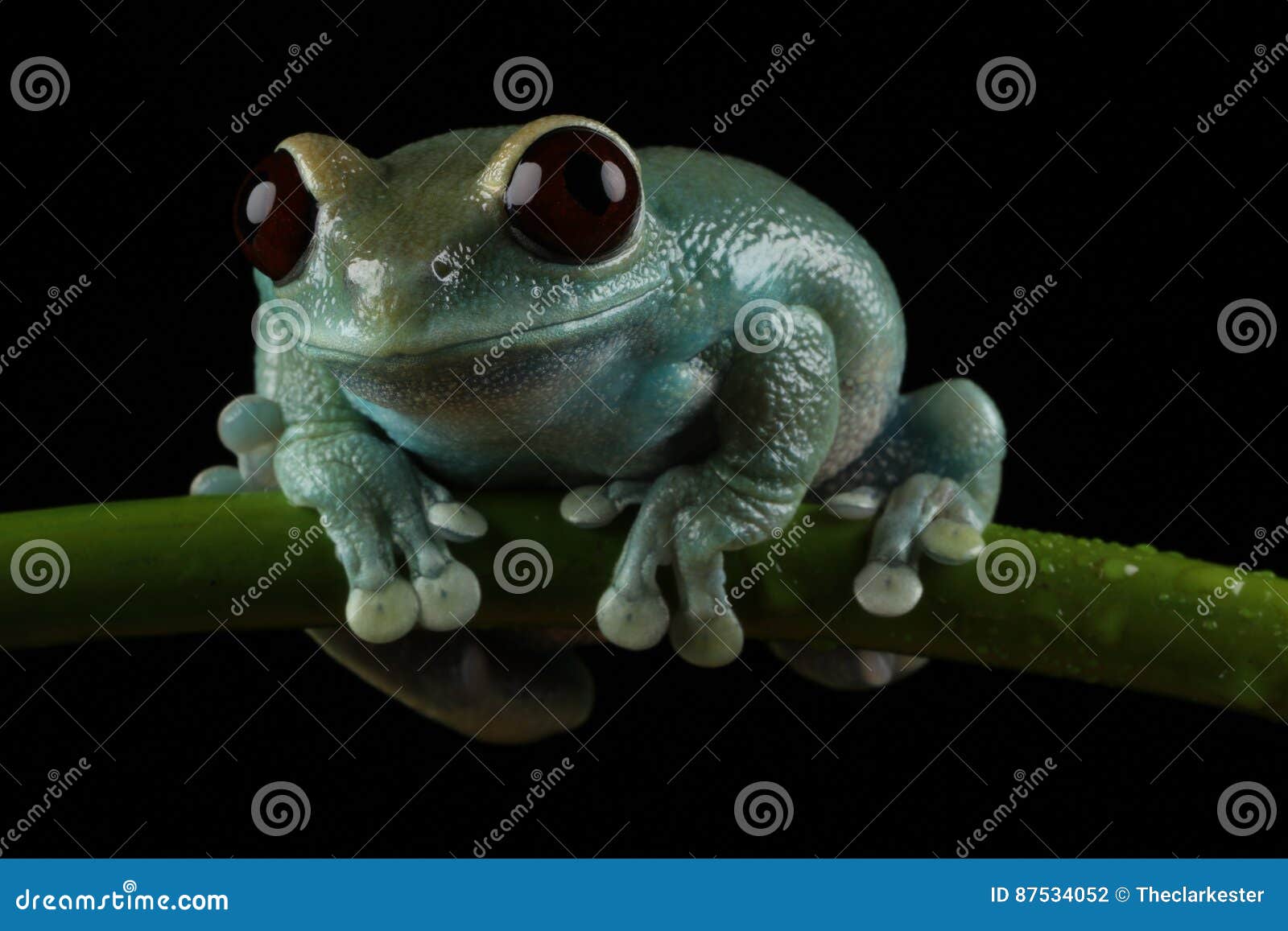 Ruby Eyed Tree Frog - on Black Background Stock Photo - Image of orange ...