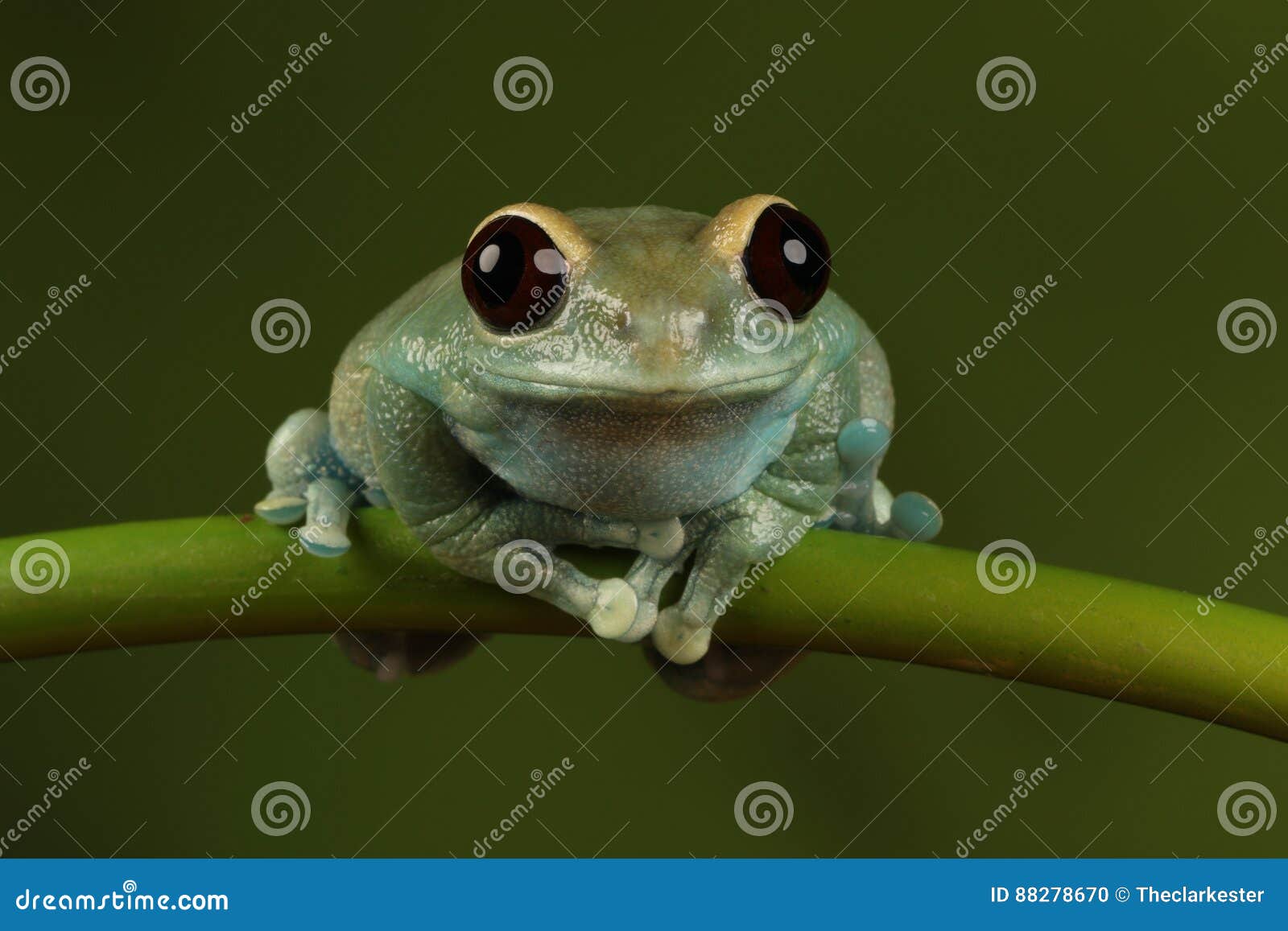 Ruby eyed tree Frog stock photo. Image of orange, life - 88278670