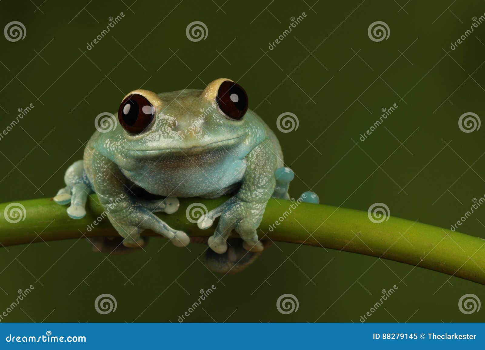 Ruby eyed tree Frog stock image. Image of nature, life - 88279145