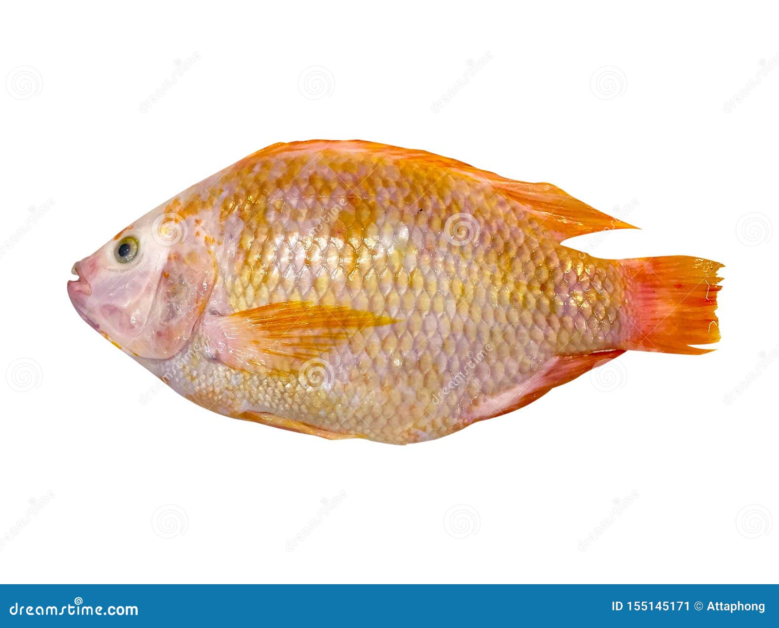Ruby Fish in a Fresh Food Store Market Area Ruby Fish Isolated on White ...
