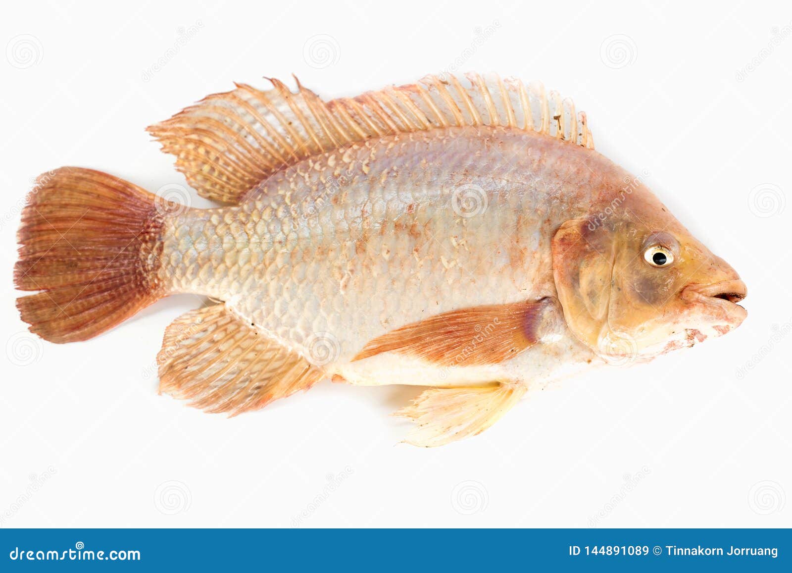 Ruby Fish Stock Image | CartoonDealer.com #132509893