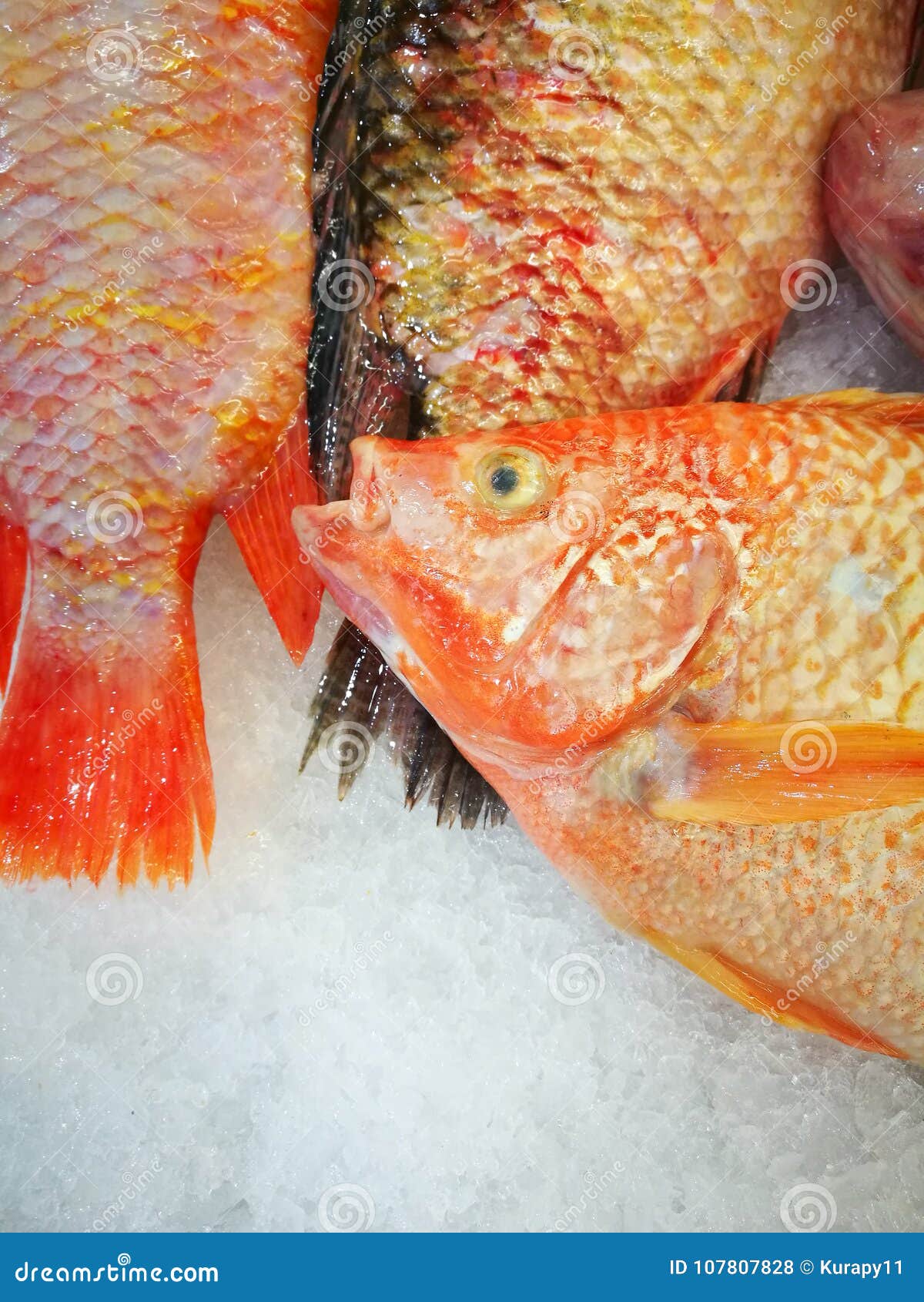 Ruby Fish Stock Image | CartoonDealer.com #132509893