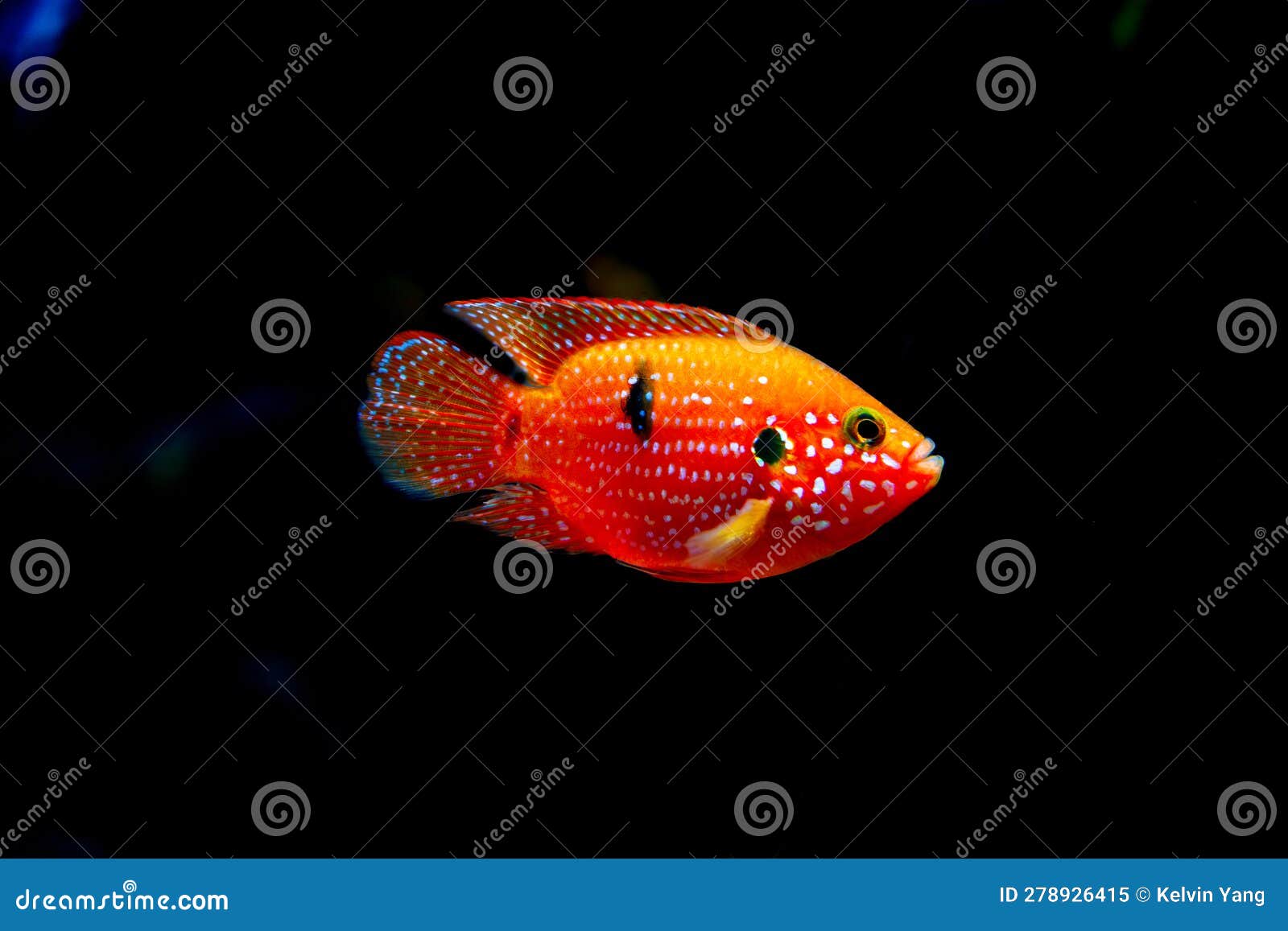 A Ruby Fish Swims in a Tank on a Black Background Stock Image - Image ...