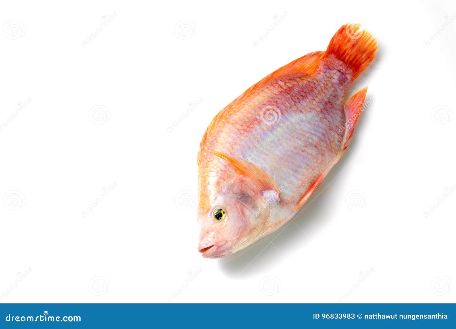 Ruby Fish on a White Background Stock Image - Image of fresh, nature ...