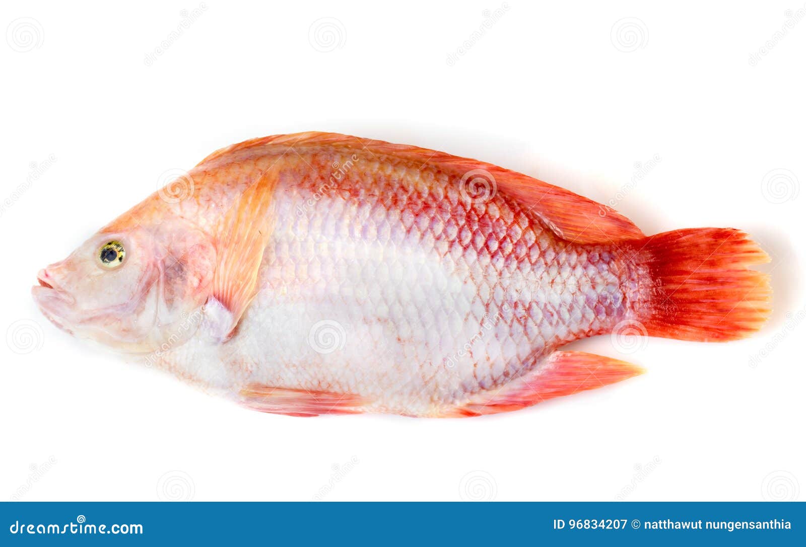 Ruby Fish on a White Background Stock Image - Image of ruby, fish: 96834207