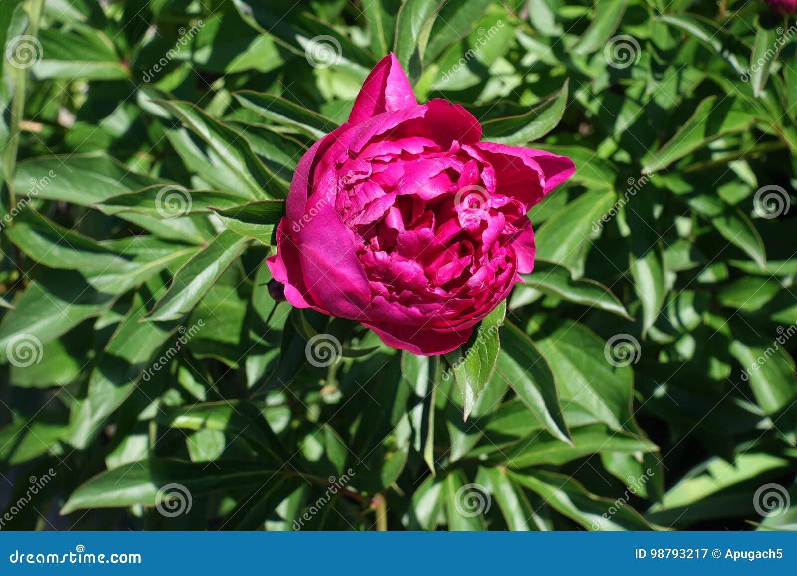 Ruby Flower of Paeonia Officinalis in Spring Stock Image - Image of ...