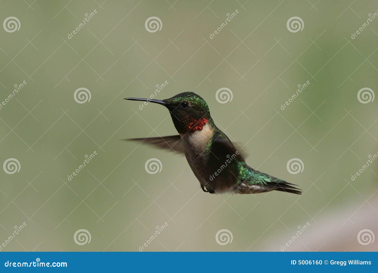 Ruby Flyer stock photo. Image of female, perched, hummingbird - 5006160