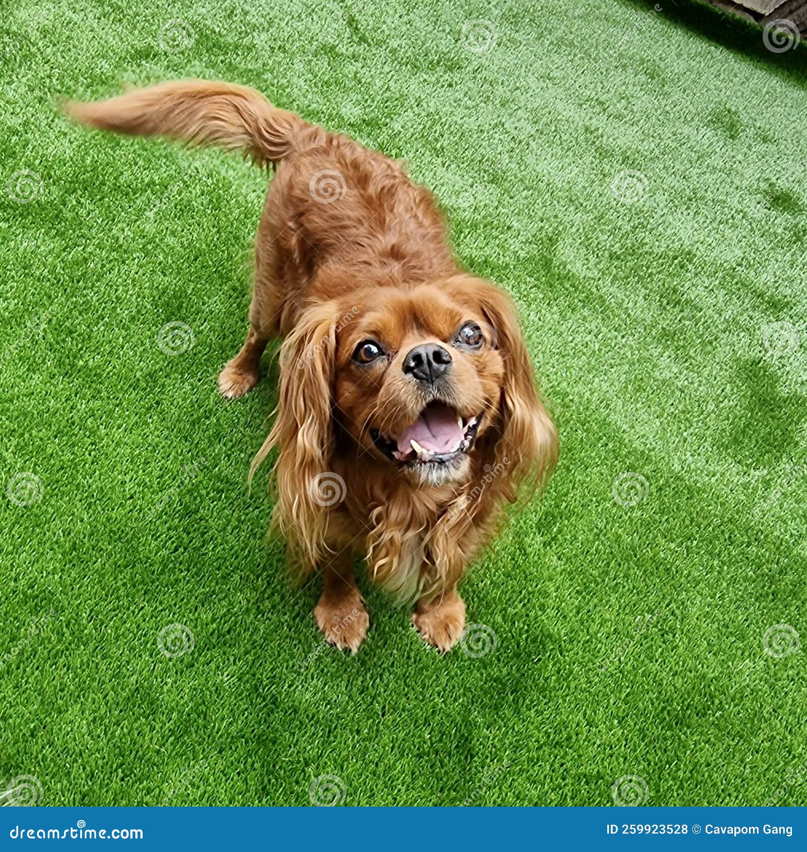 Ruby King Charles Cavalier Spaniel Smiling Stock Photo - Image of ruby ...