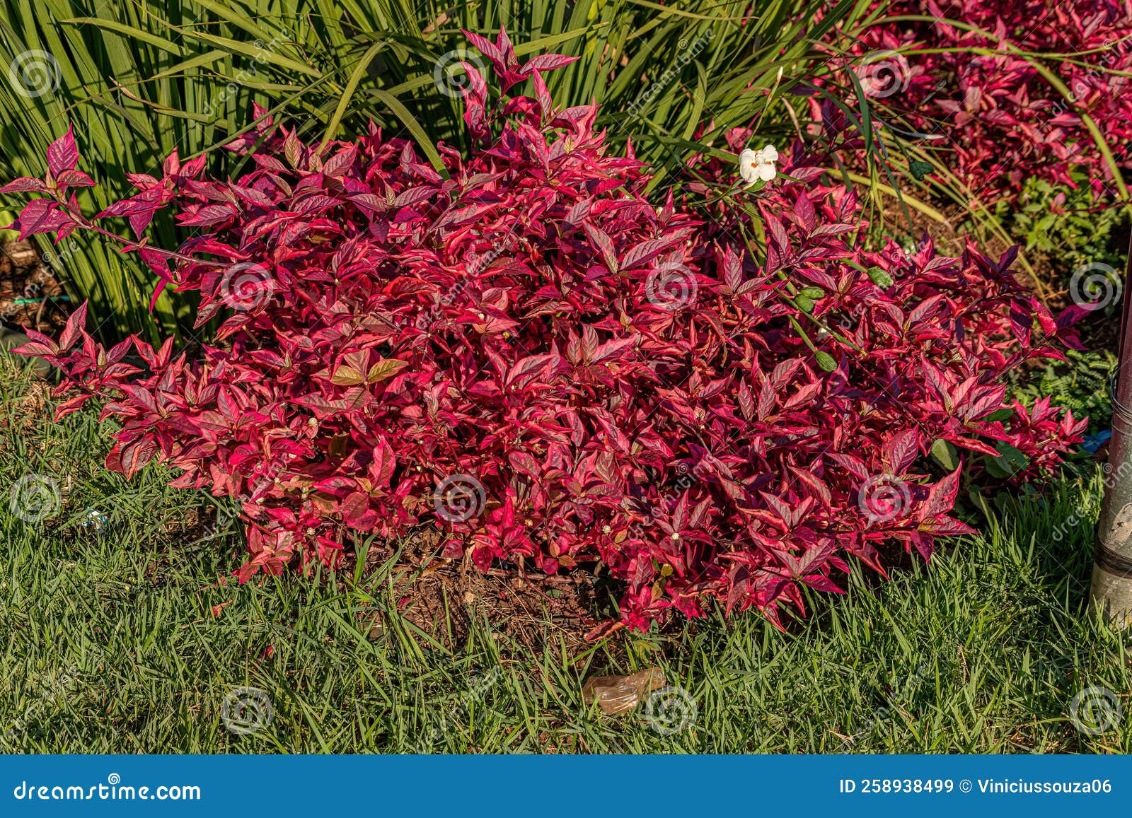 Ruby Leaf Plant stock image. Image of nature, alternanthera - 258938499