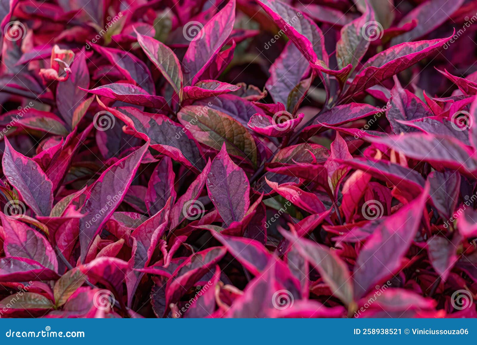 Ruby Leaf Plant stock image. Image of vegetation, angiosperm - 258938521