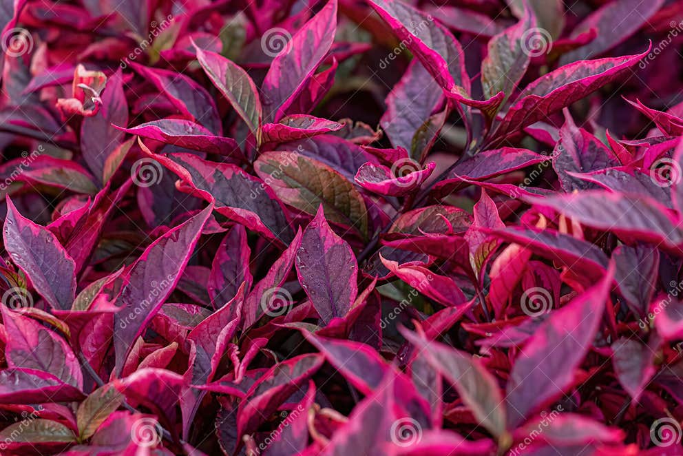 Ruby Leaf Plant stock image. Image of vegetation, angiosperm - 258938521