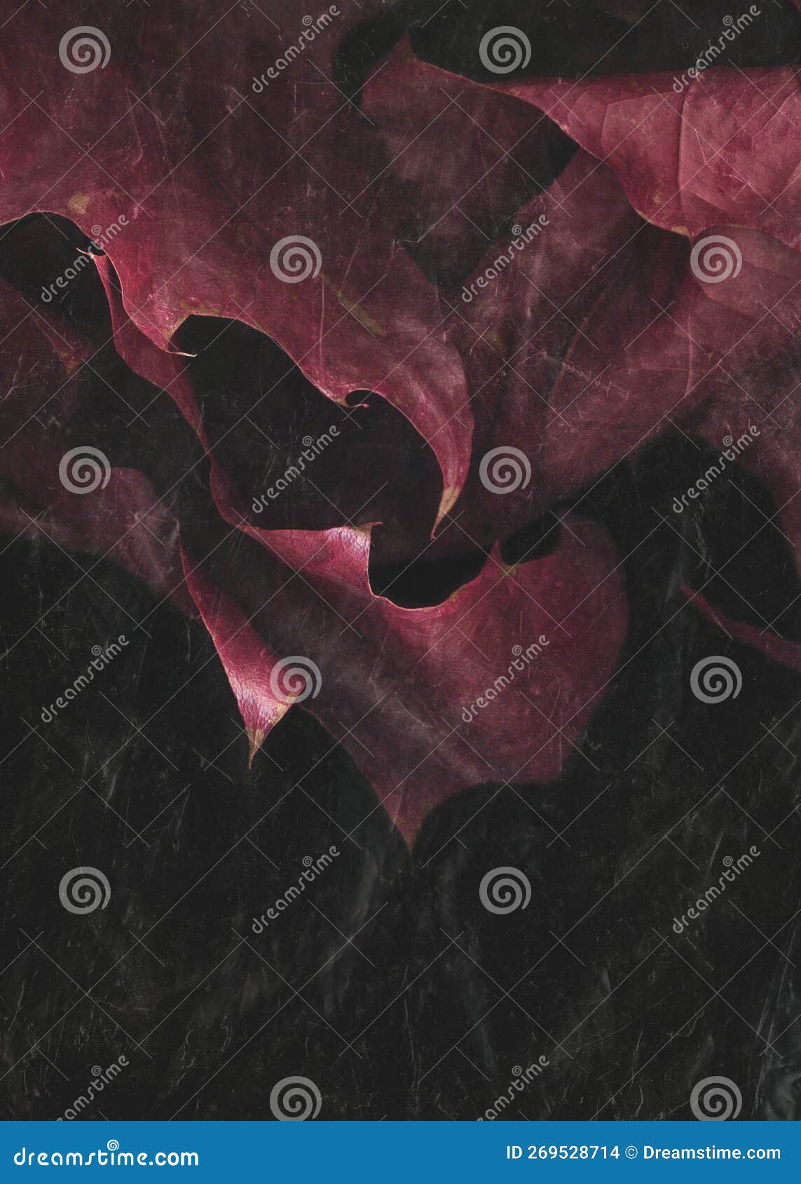 Ruby leave stock photo. Image of dark, dirty, brush - 269528714